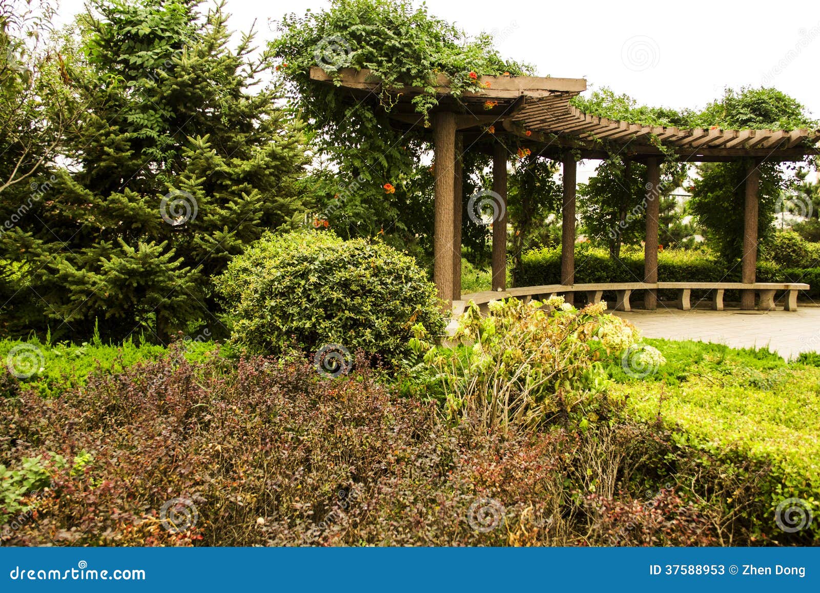 Garden corridor stock image. Image of chrysanthemum, wild - 37588953