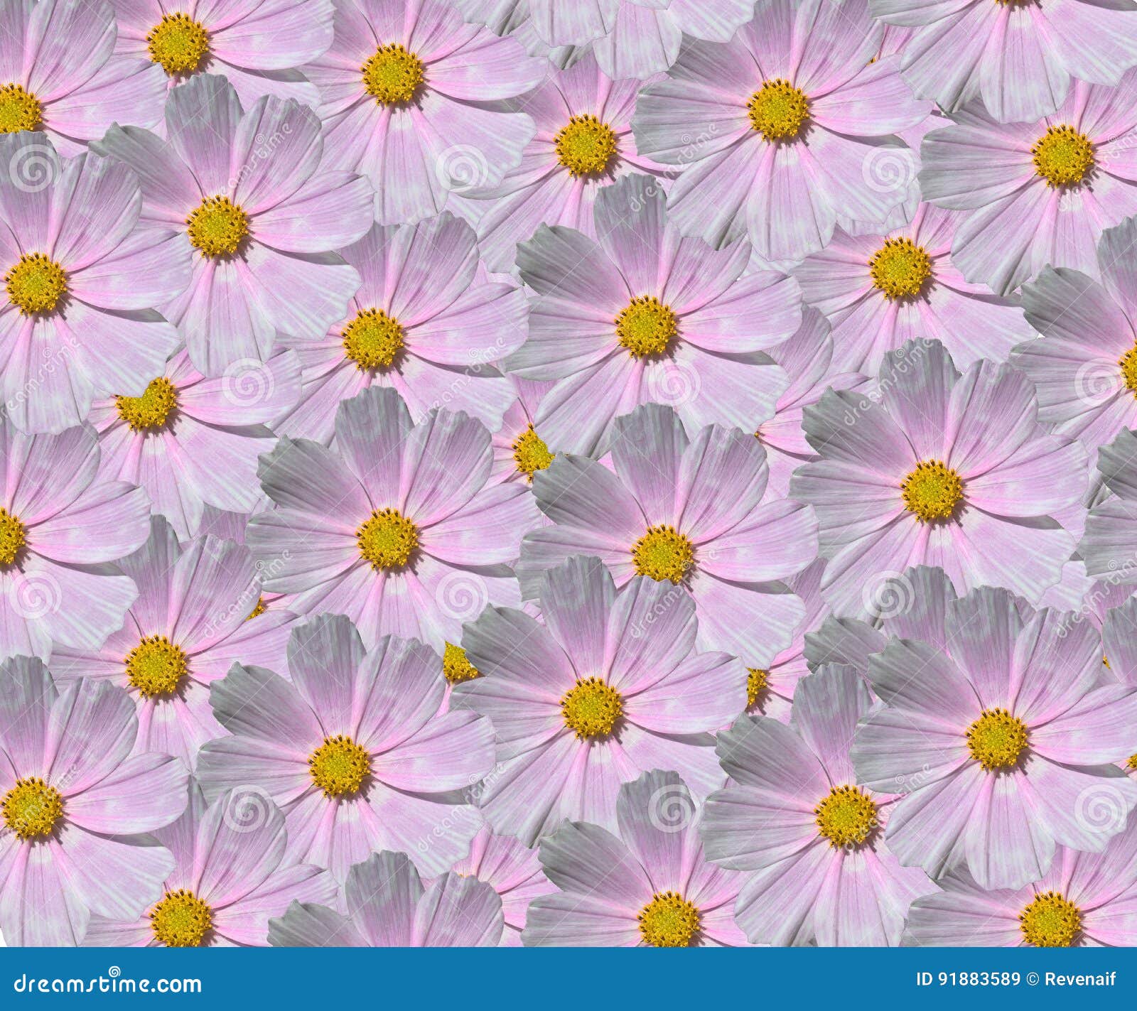 Garden Cosmos Pattern stock illustration. Illustration of aster - 91883589