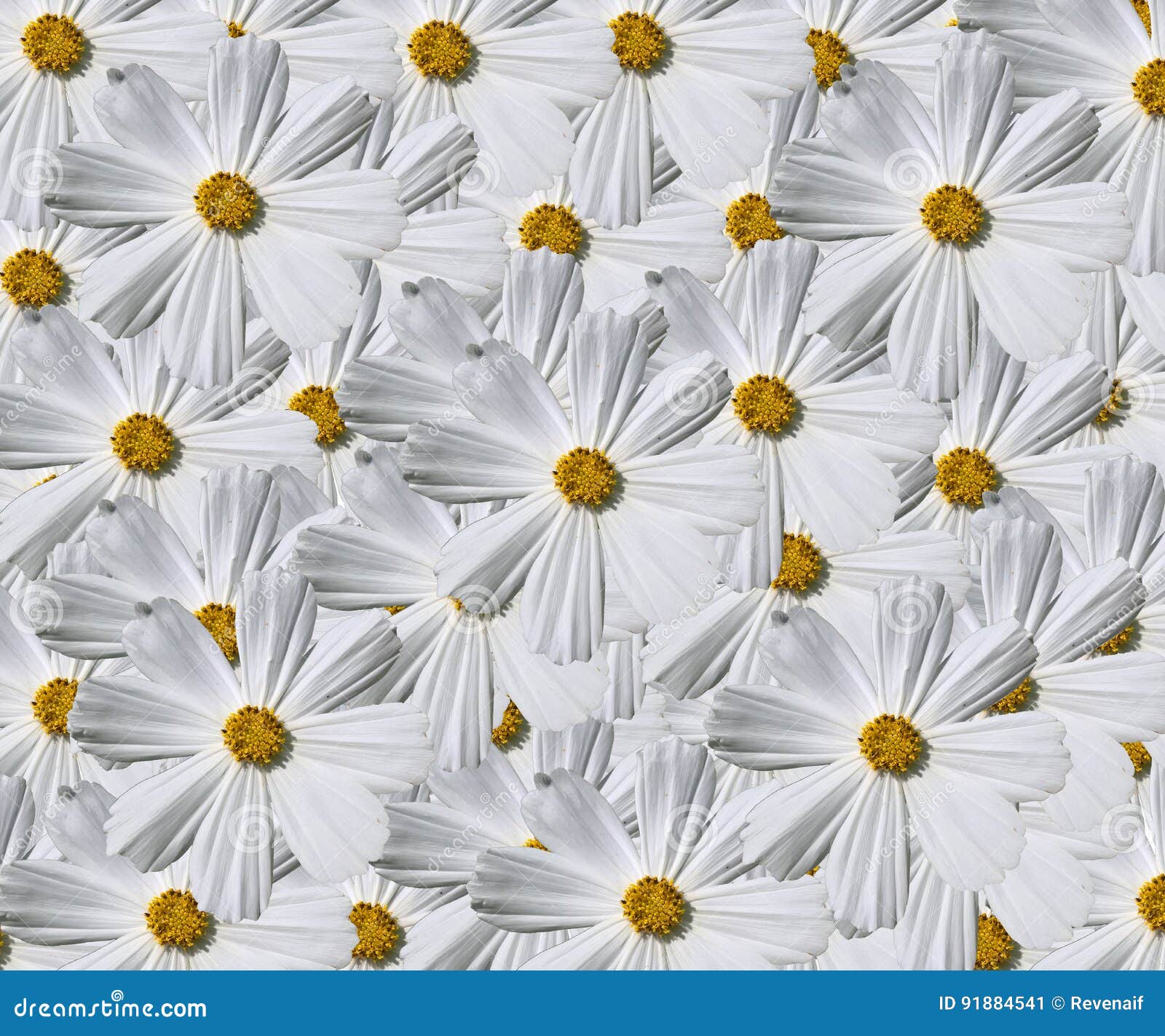 Garden Cosmos White Pattern Stock Illustration - Illustration of ...