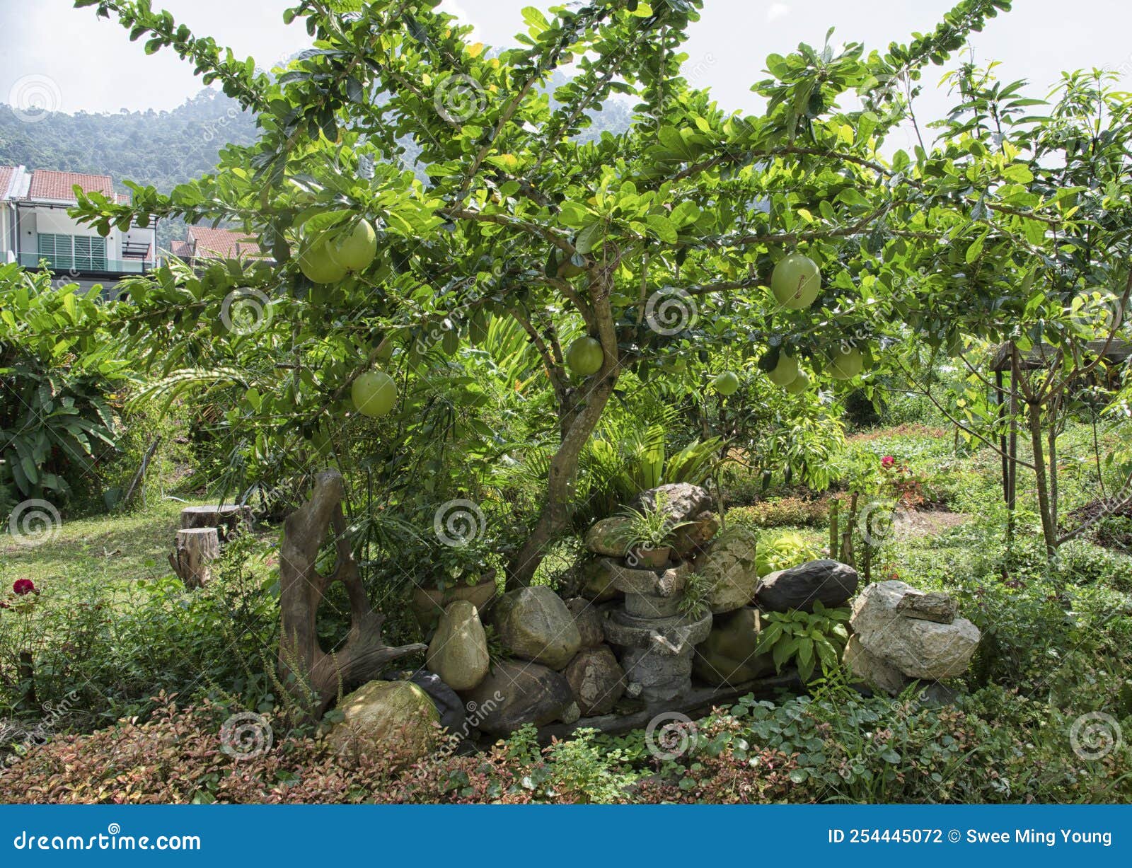 Garden Crescentia Cujete Fruits the Tree. Stock Photo - Image of leaf ...