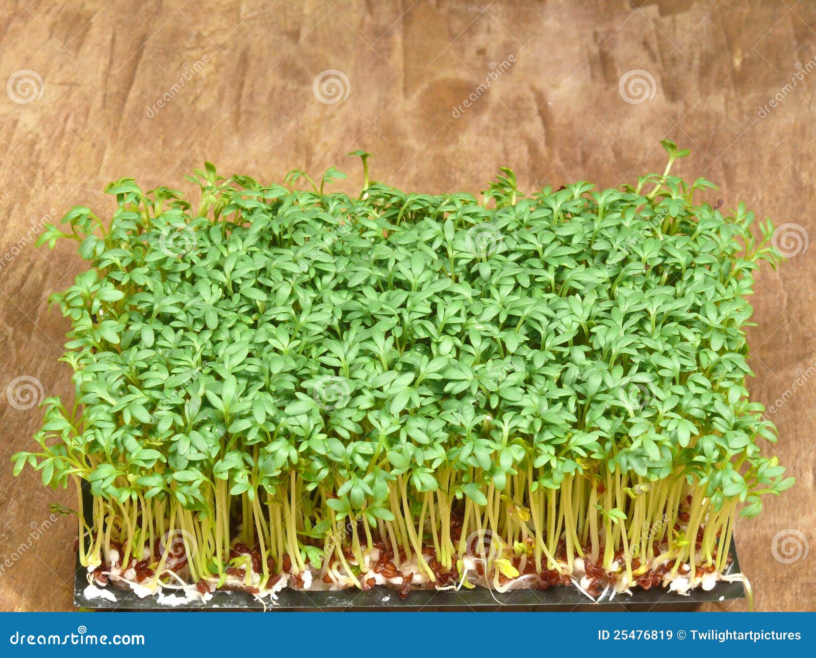 Garden cress stock image. Image of detail, herb, vitamins - 25476819