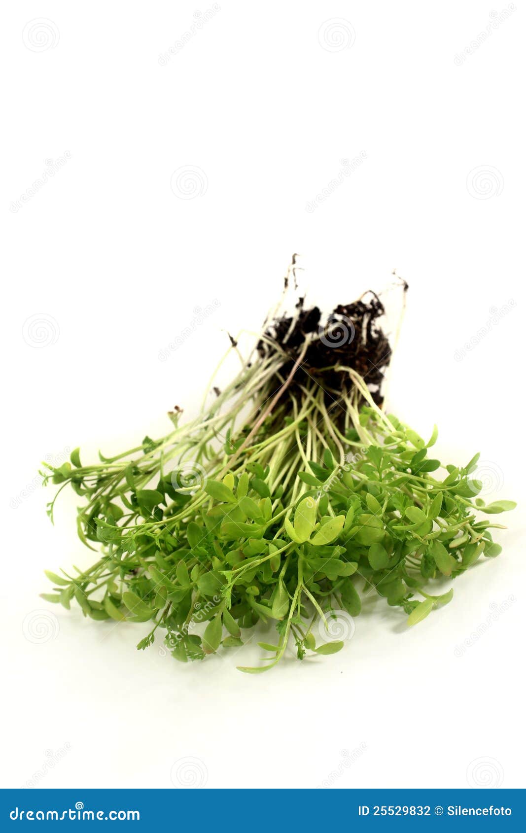 Garden cress stock photo. Image of spices, green, sprouts - 25529832