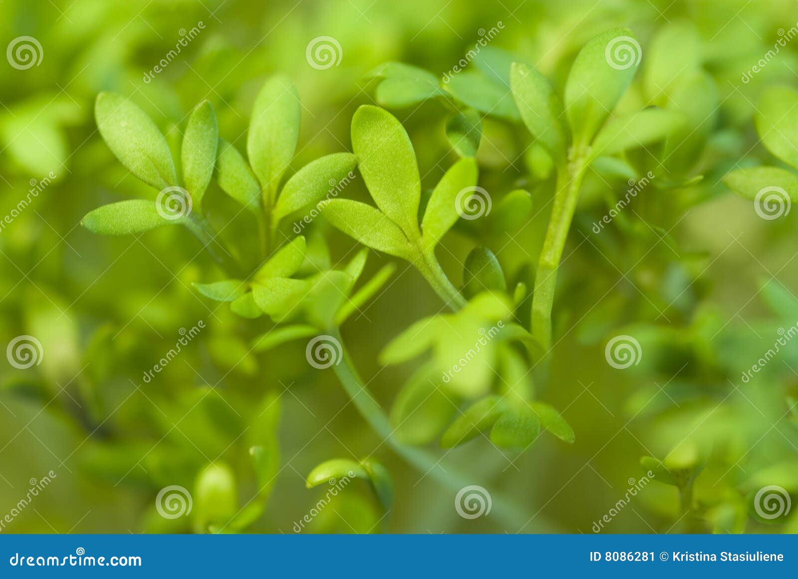 Garden cress stock image. Image of diet, healthy, crop - 8086281