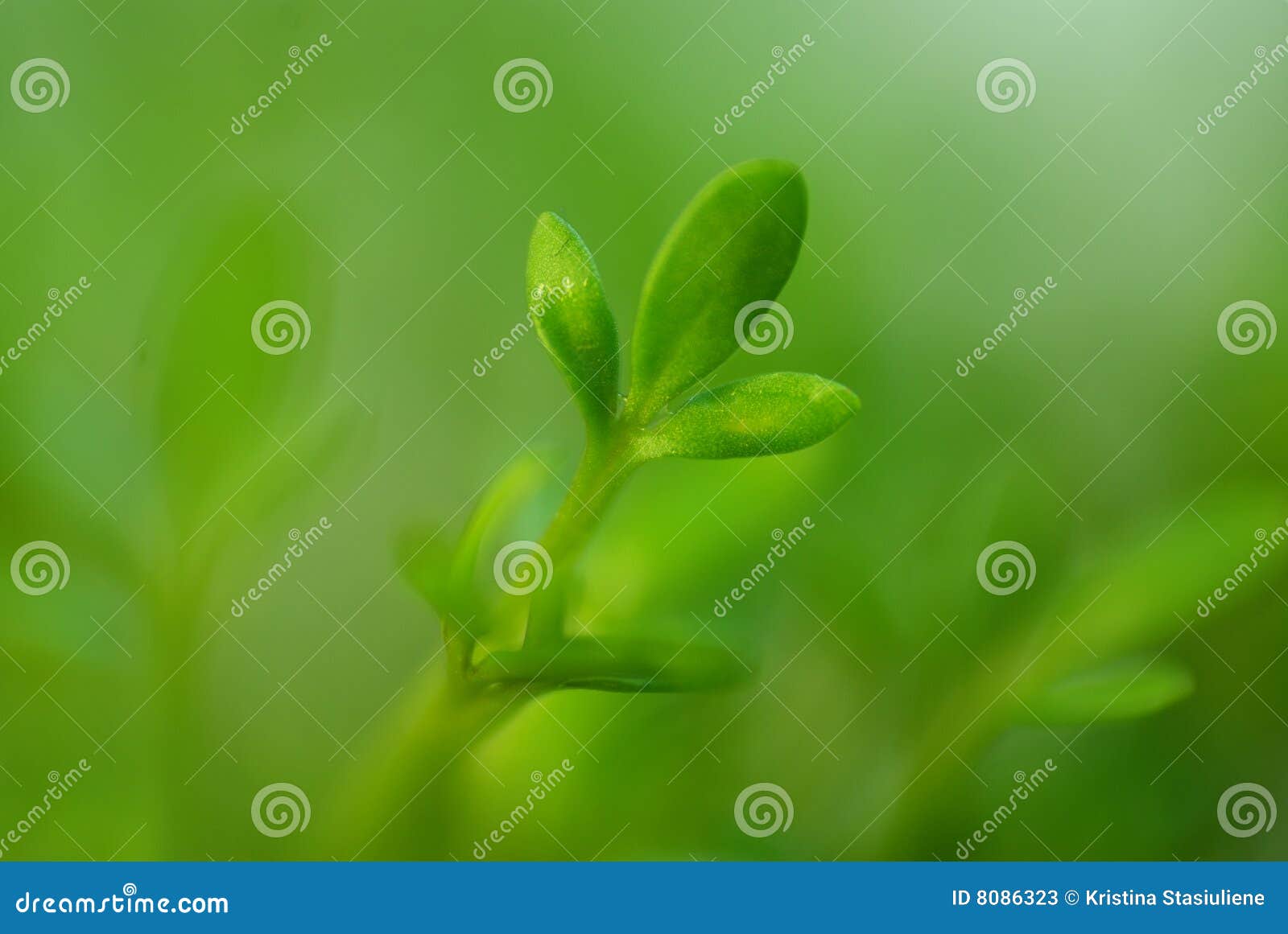 Garden Cress Also Called As Pepper Grass, Garden Pepper Cress Or ...