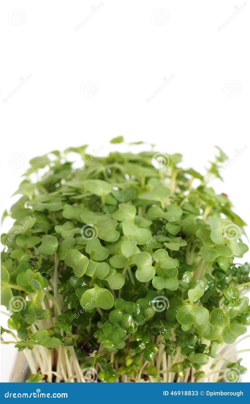 Garden Cress stock image. Image of fresh, nature, salad - 46918833