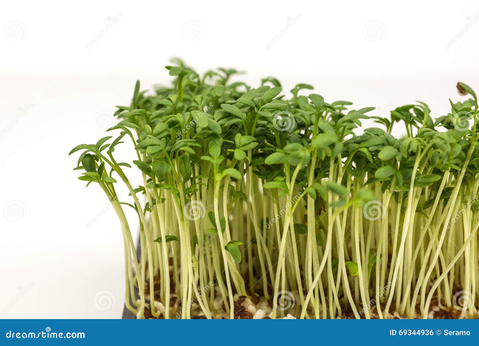Garden cress stock photo. Image of healthy, organic, garnish - 69344936