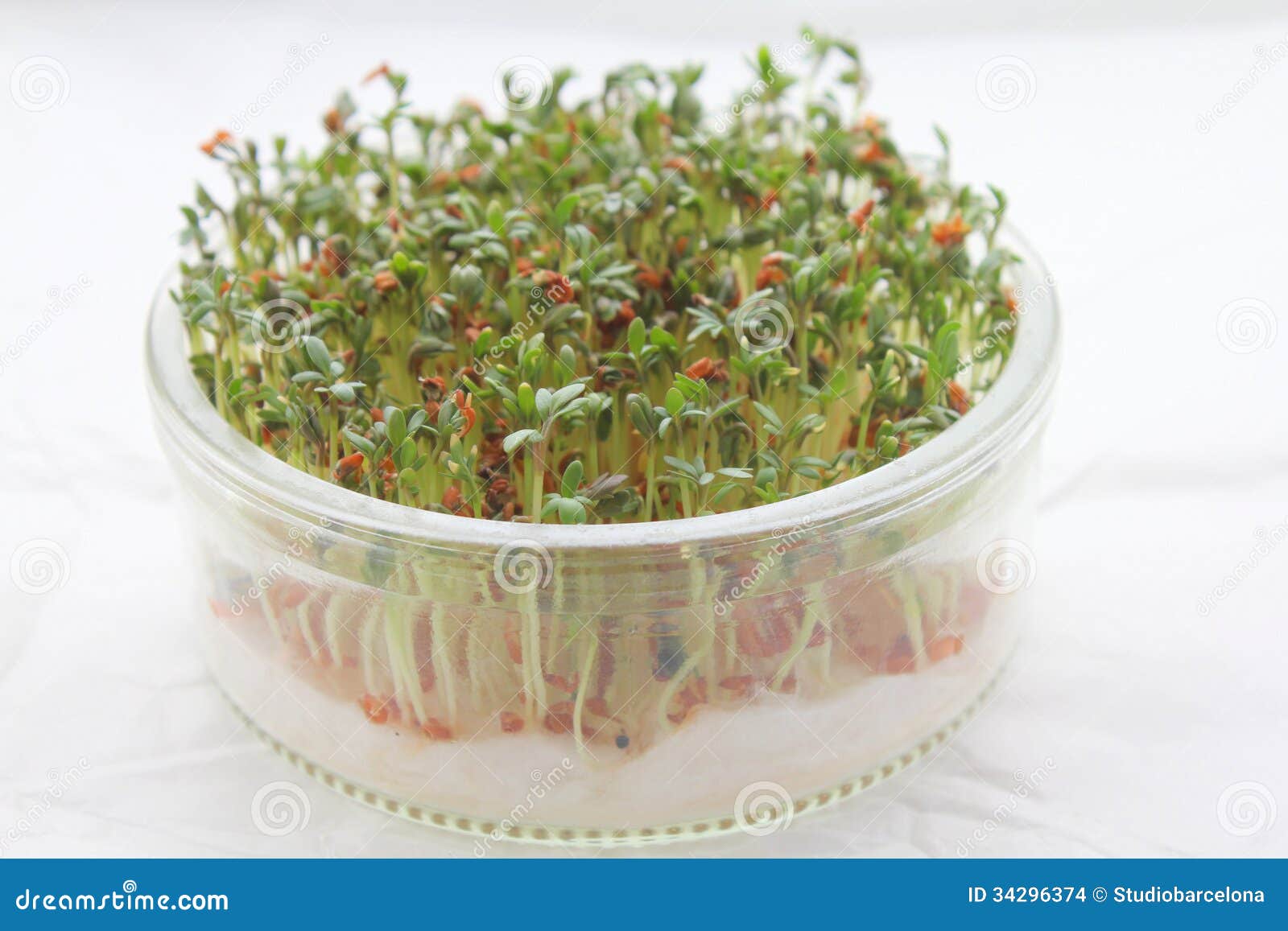 Garden cress stock photo. Image of nature, fresh, food - 34296374