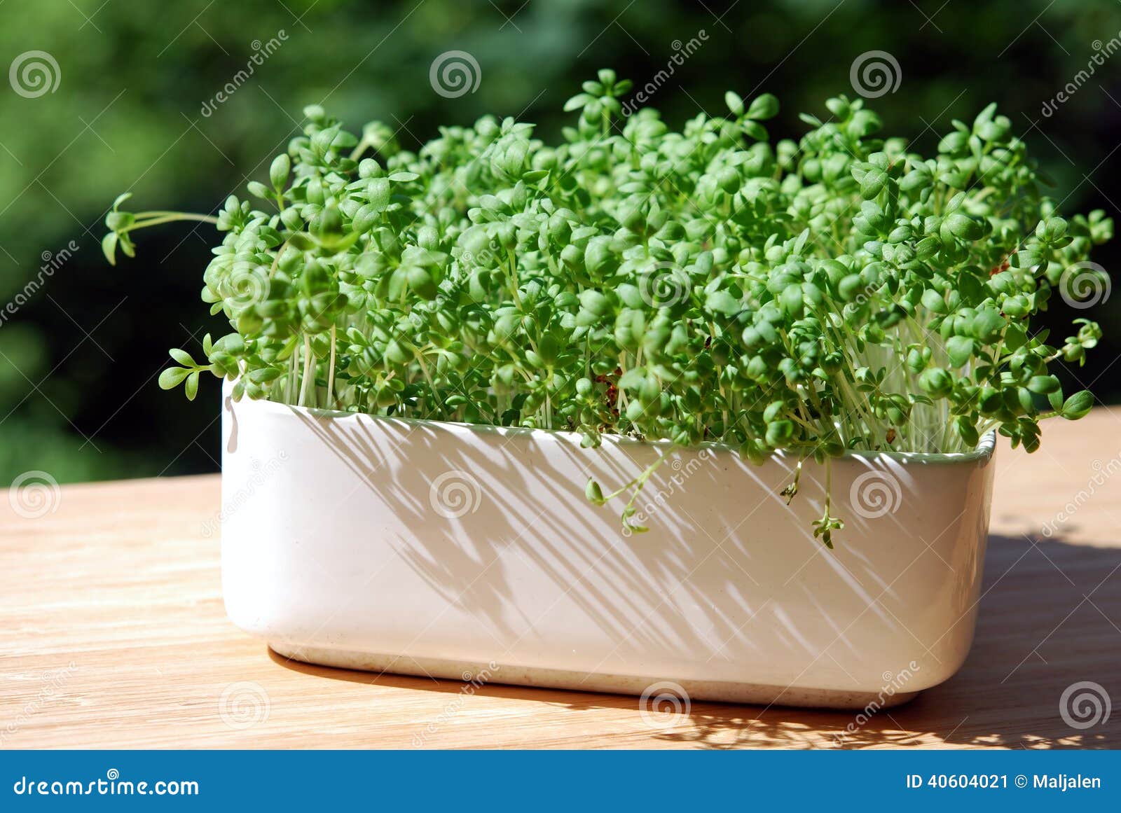 Garden cress stock image. Image of aromatic, green, balcony - 40604021