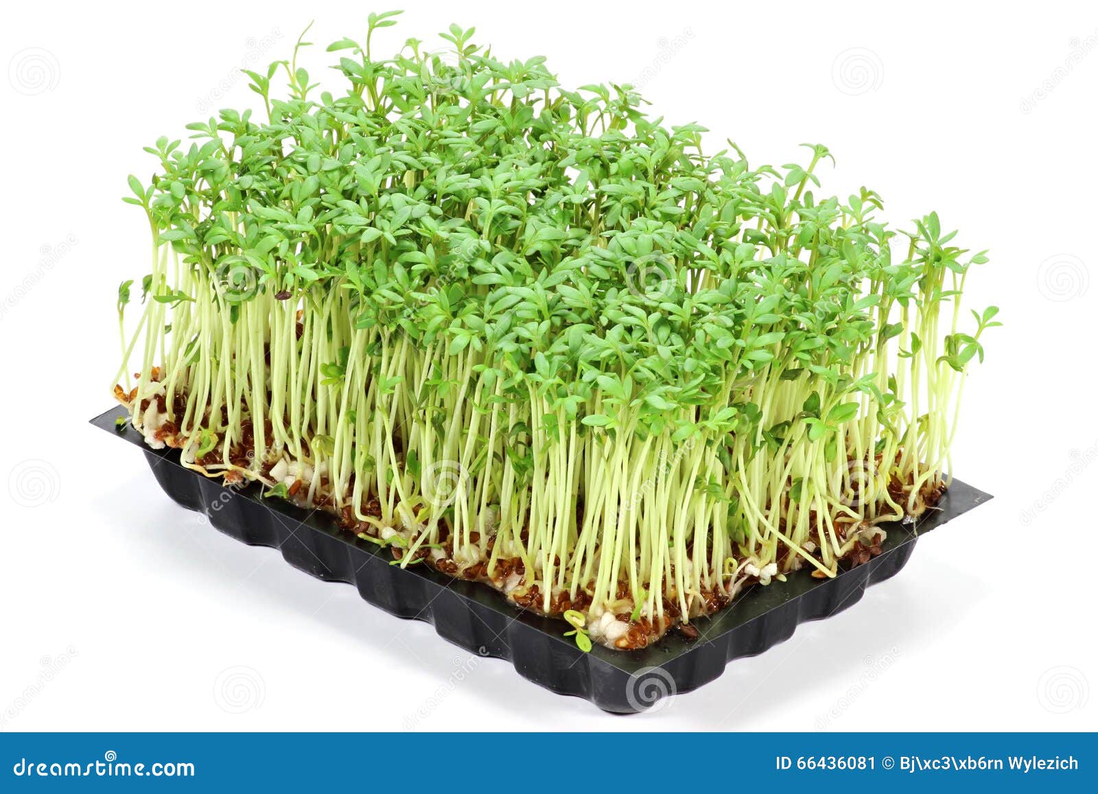 Garden cress stock image. Image of green, healthy, culture - 66436081
