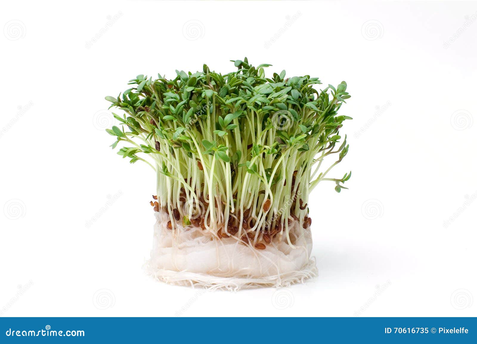 Garden Cress Also Called As Pepper Grass, Garden Pepper Cress Or ...