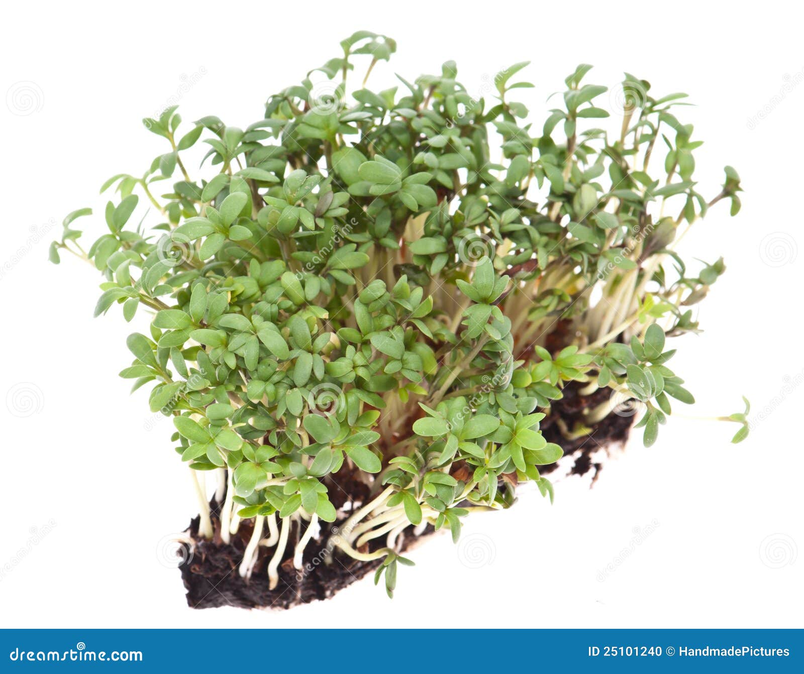 Garden Cress (Lepidium Sativum) Isolated on White Stock Photo - Image ...
