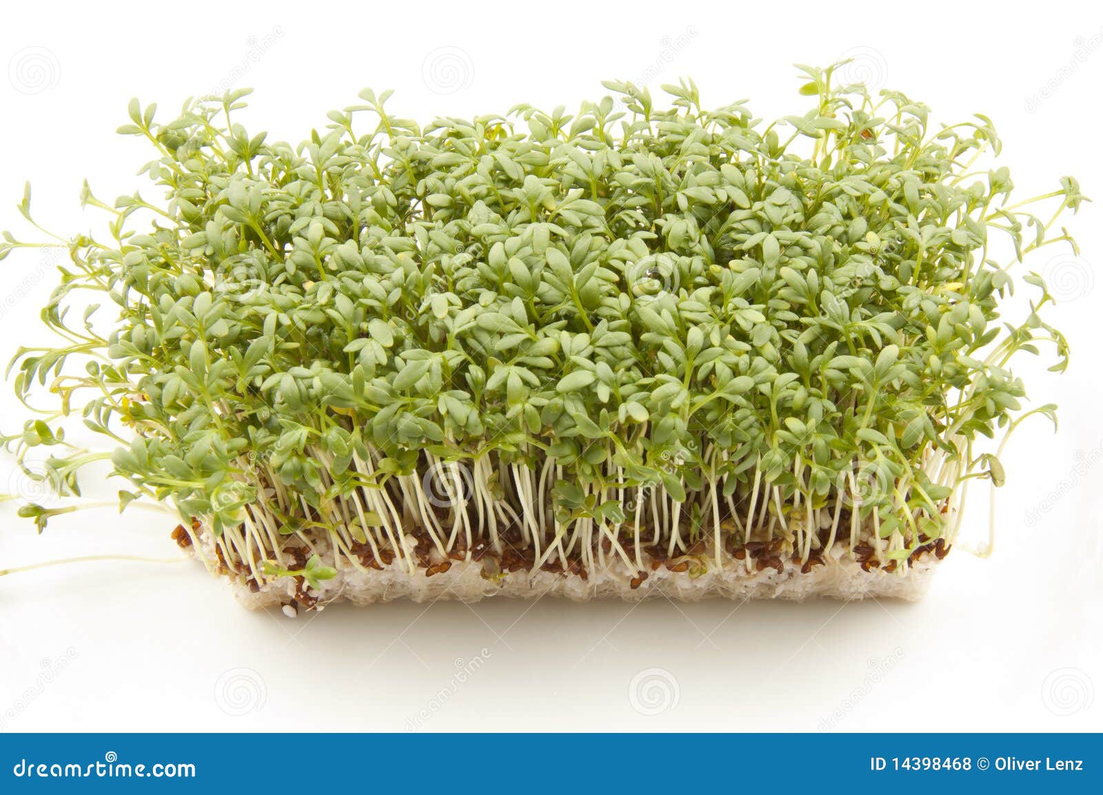 Garden Cress or Sprouts stock photo. Image of chandrashoor - 14398468
