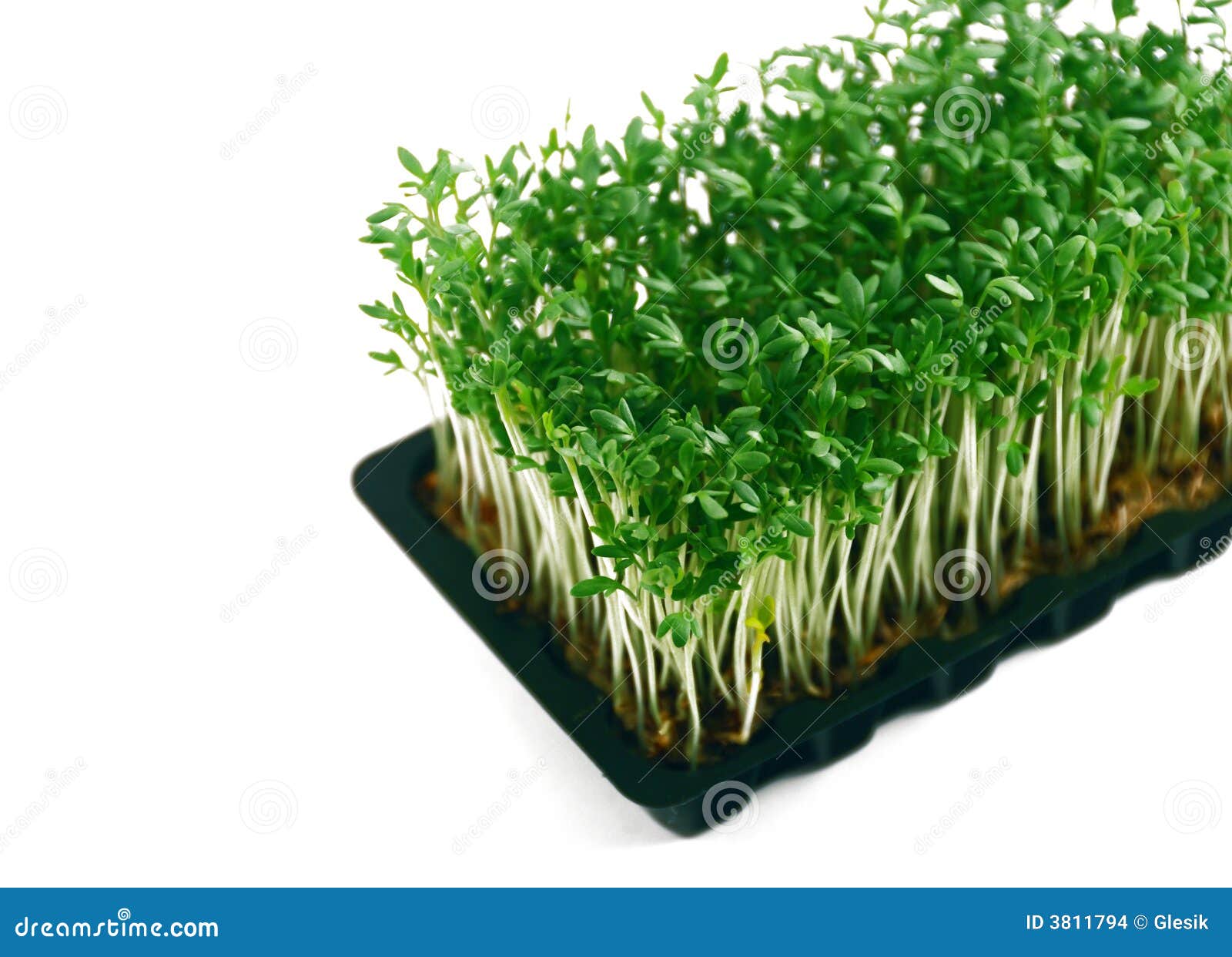 Garden Cress in Tray on White Stock Photo - Image of healthy, tray: 3811794