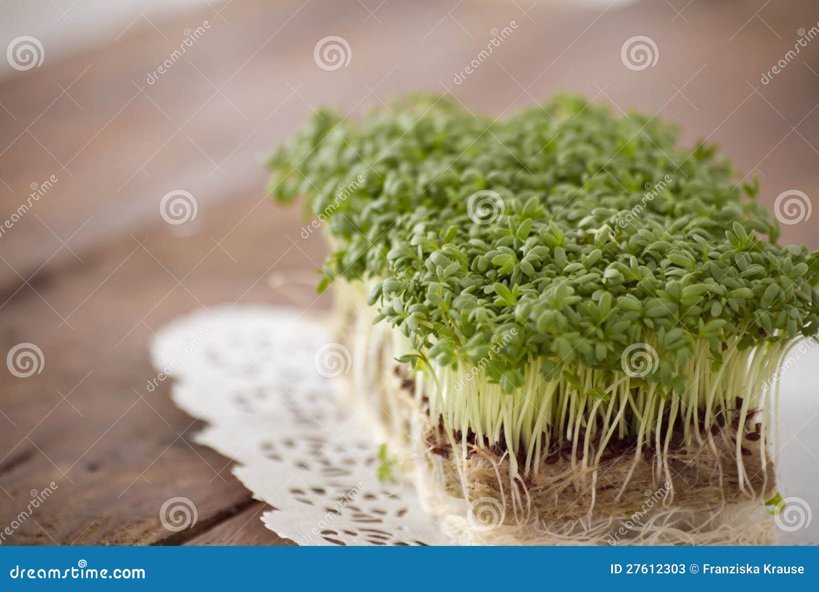 Garden cresses stock image. Image of detail, macro, leaf - 27612303