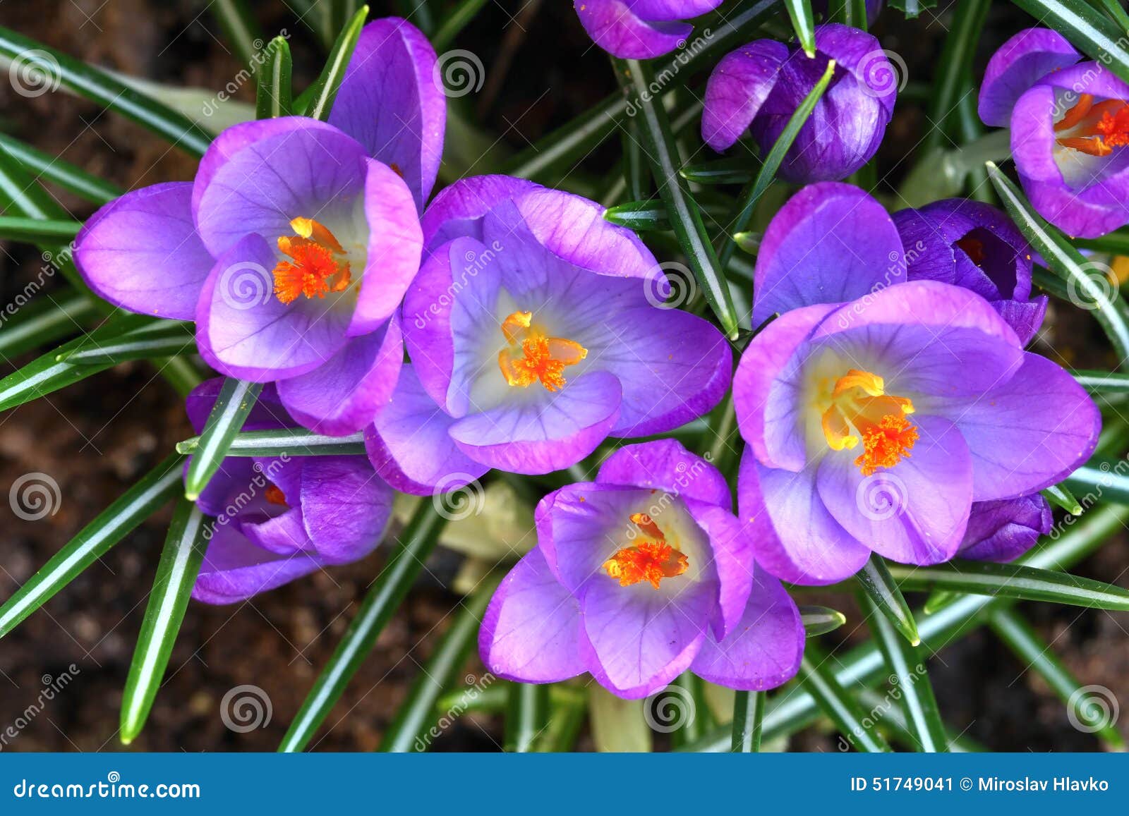 Garden crocus stock image. Image of natural, saffron - 51749041
