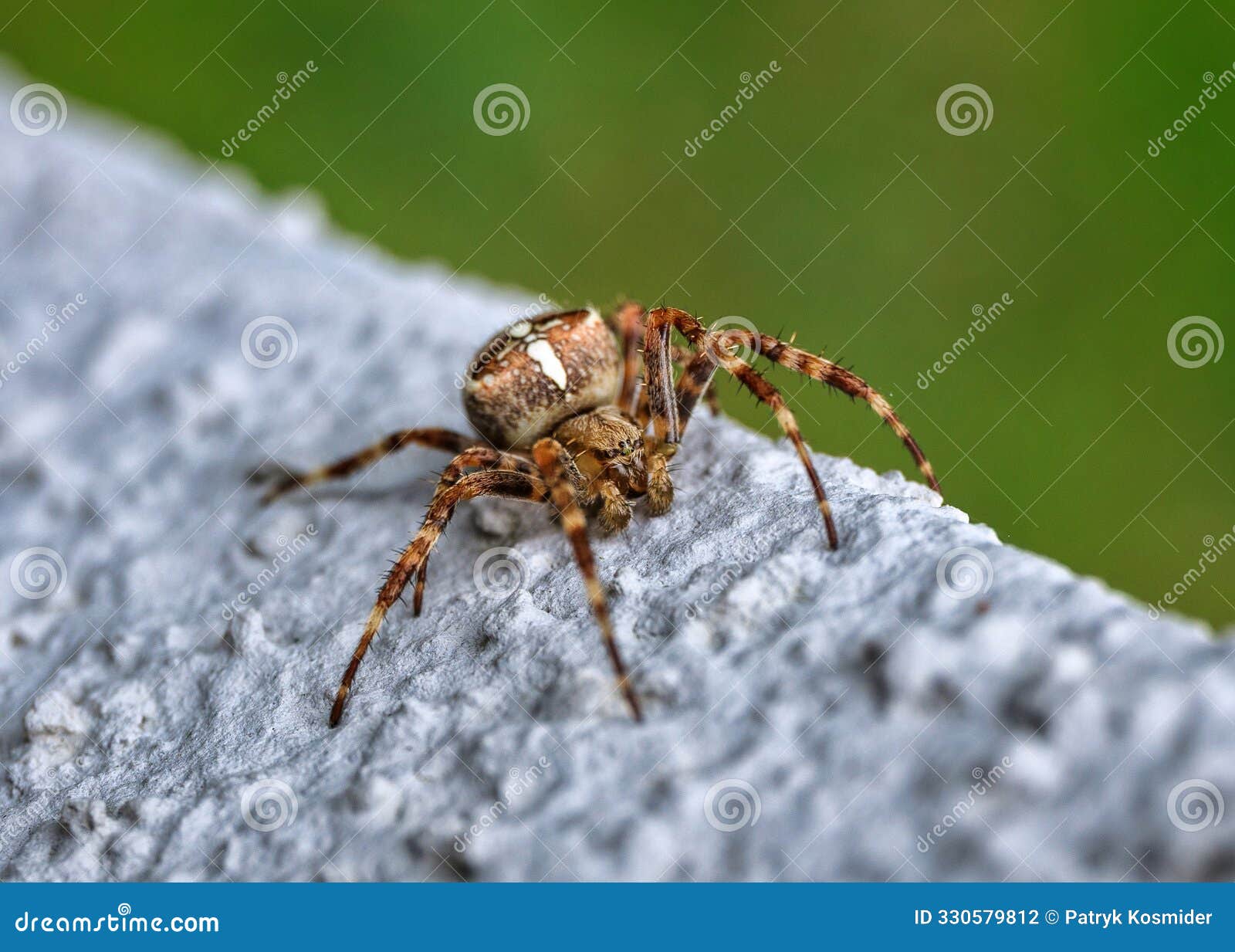 Cross Spider In Web. The Hunter Lurks For His Prey Royalty-Free Stock ...