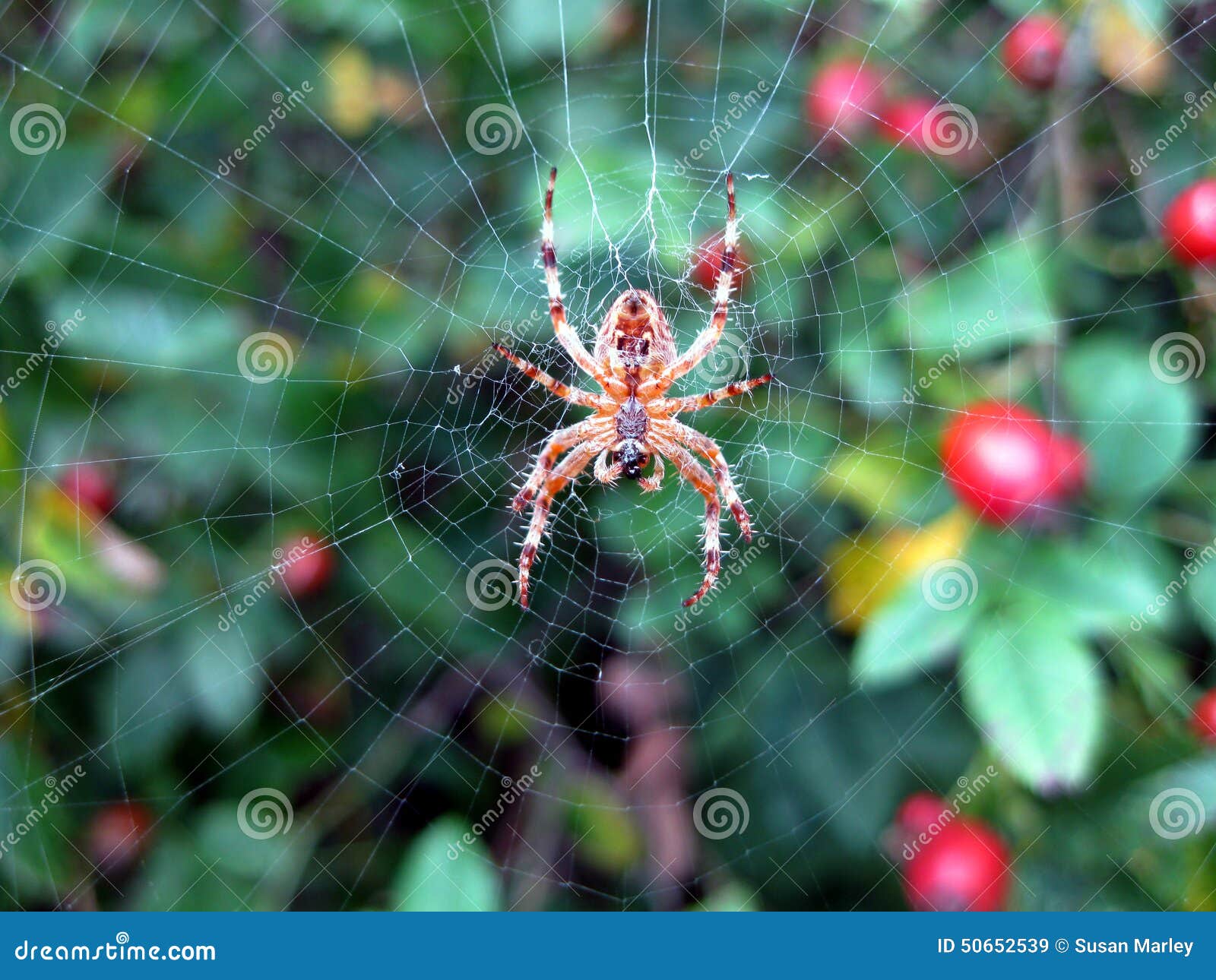 Garden Cross Spider stock image. Image of araneus, woodland - 50652539