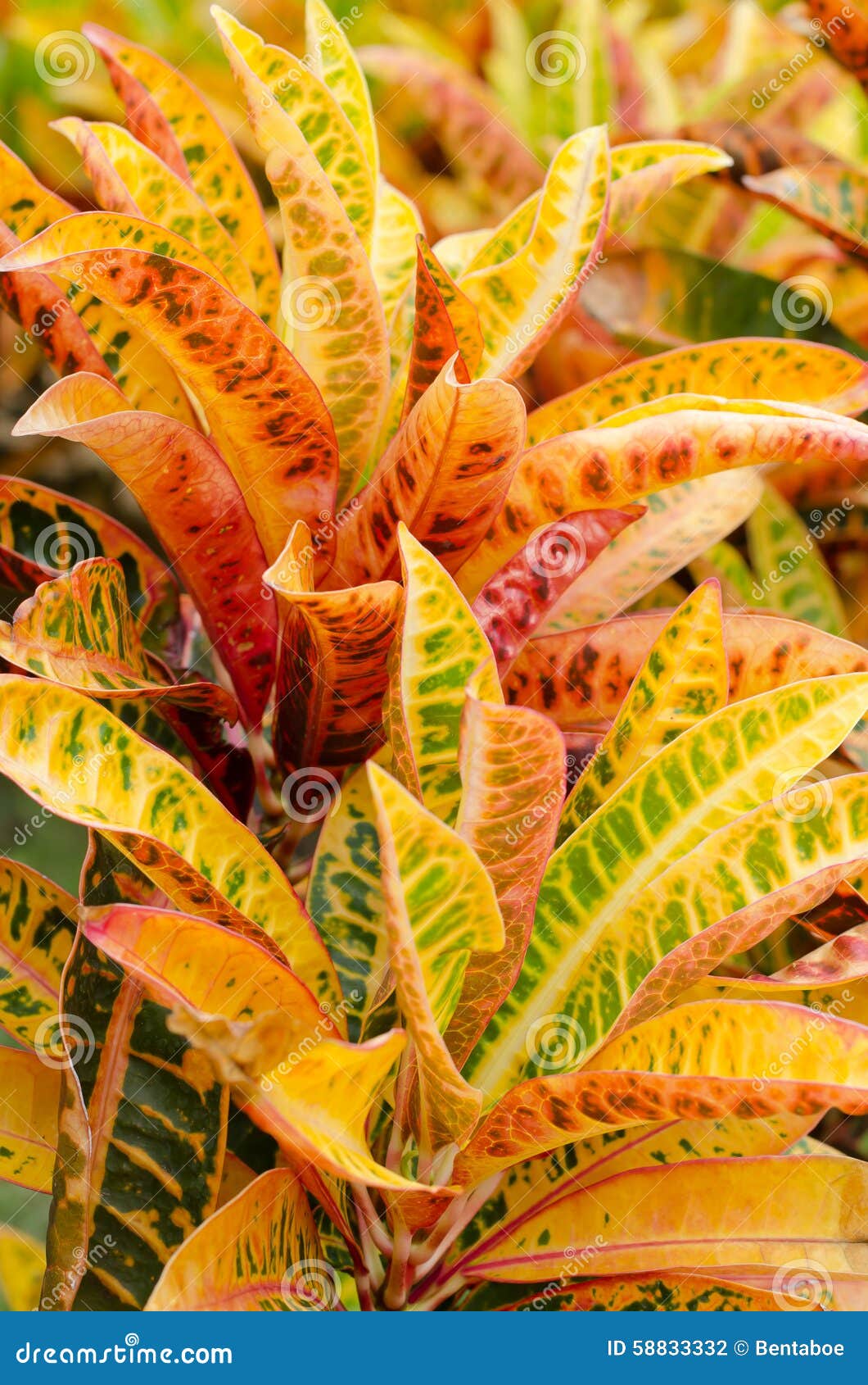 Garden Croton stock photo. Image of leaf, details, botanical - 58833332