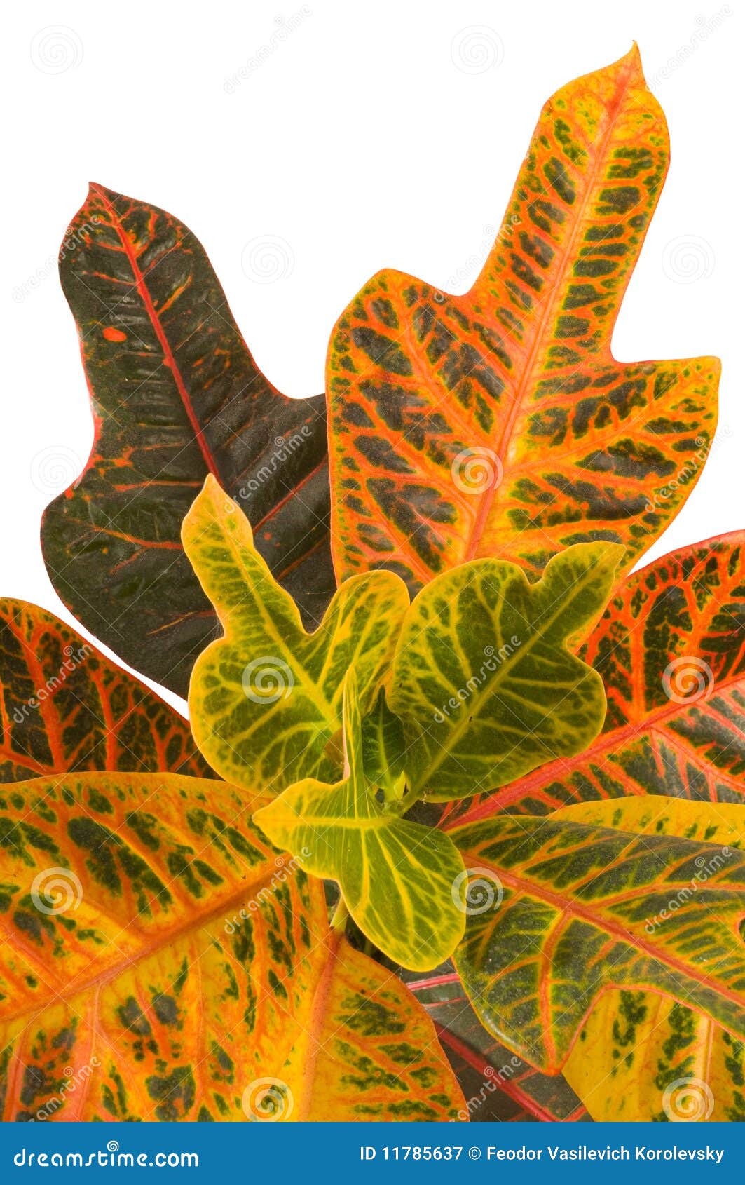 Garden croton. Excellent stock image. Image of toxic - 11785637