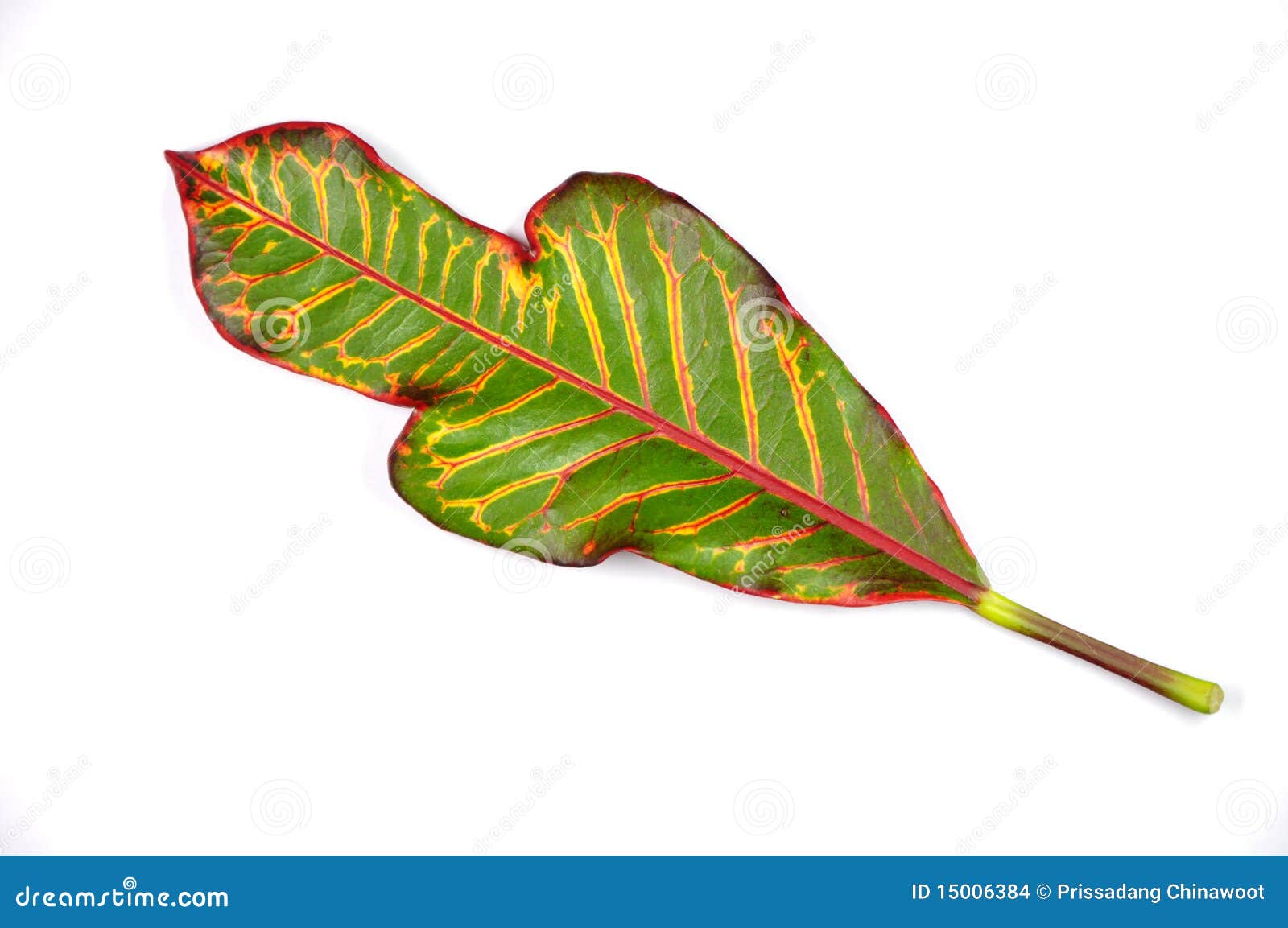 Croton Leaf - Codiaeum Variegatum Stock Photography | CartoonDealer.com ...
