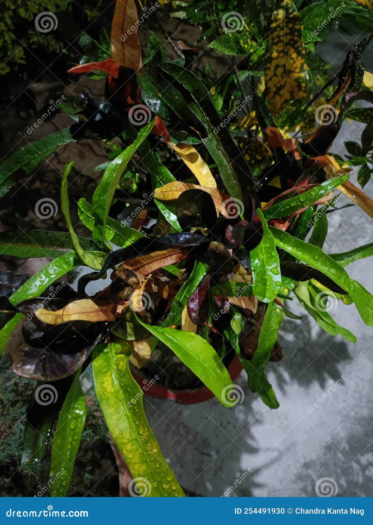 Garden croton plant tree stock photo. Image of invertebrate - 254491930