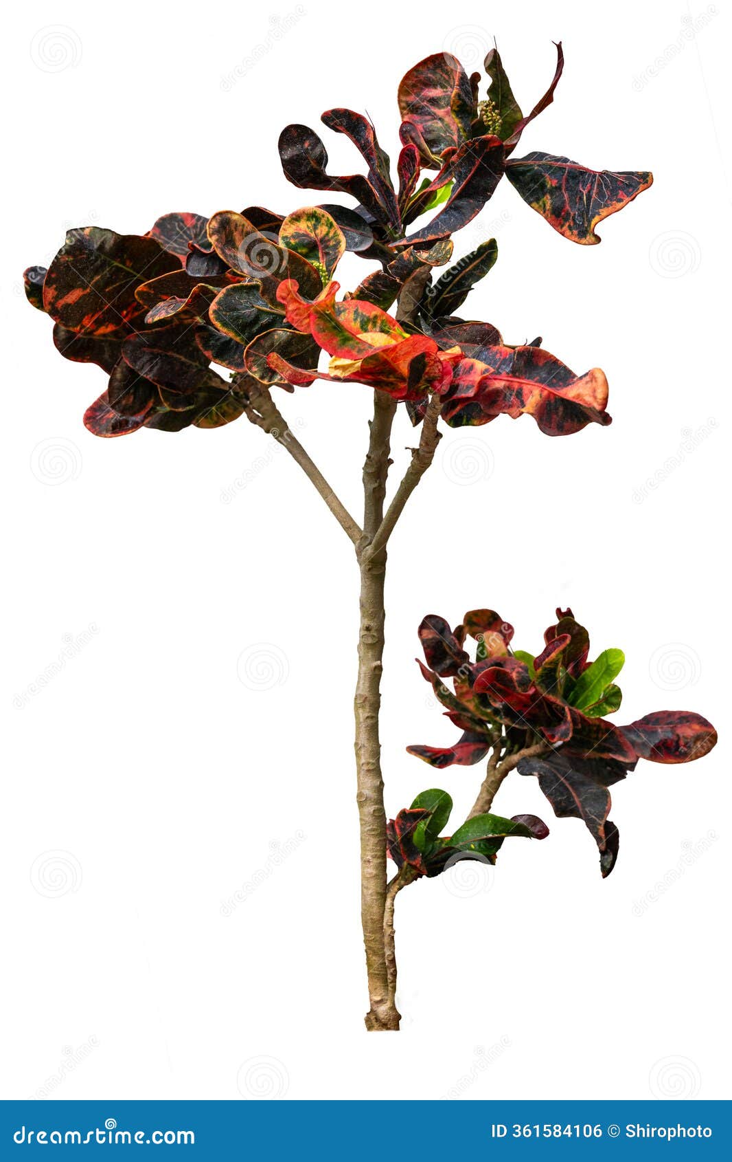 Croton Garden Beautiful Realistic Isolated Flowers Vintage Invitation ...