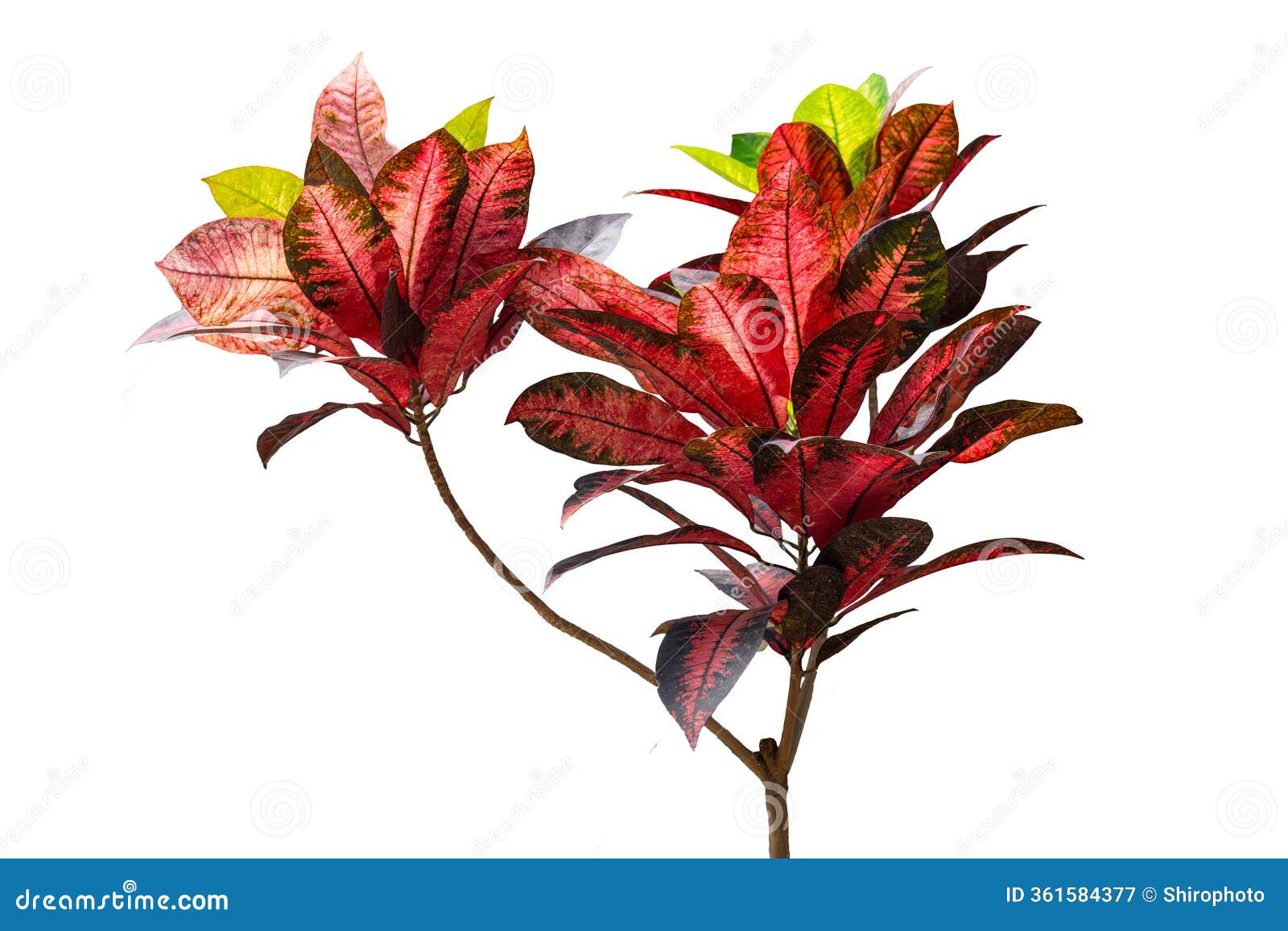 Croton Garden Beautiful Realistic Isolated Flowers Vintage Invitation ...