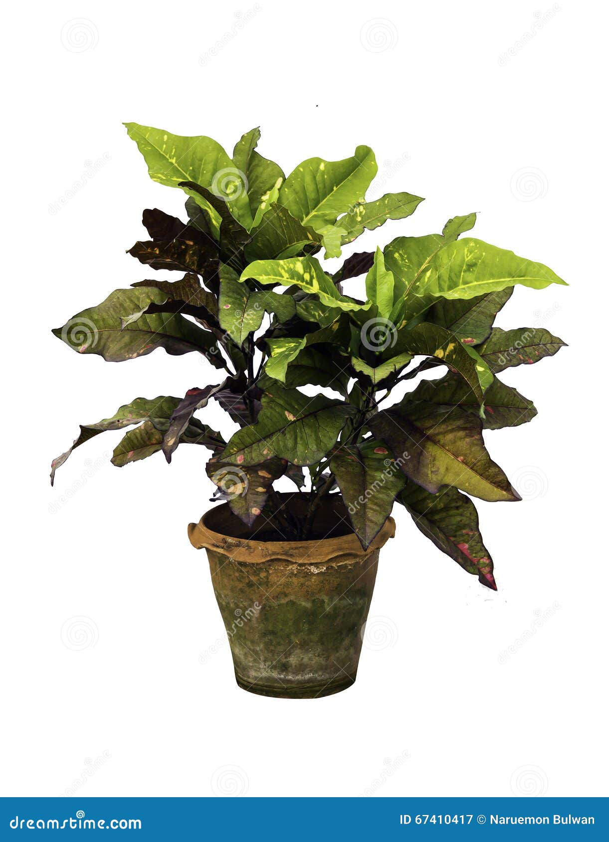 Garden Croton Tree Isolated Stock Image - Image of croton, plant: 67410417