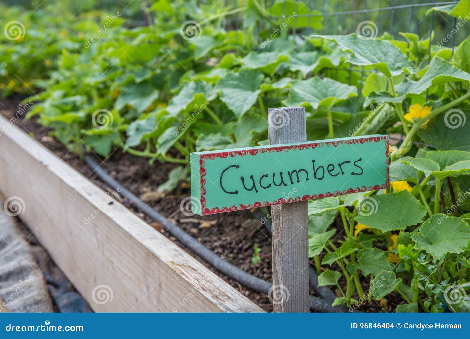 Garden Cucumbers stock photo. Image of growing, local - 96846404