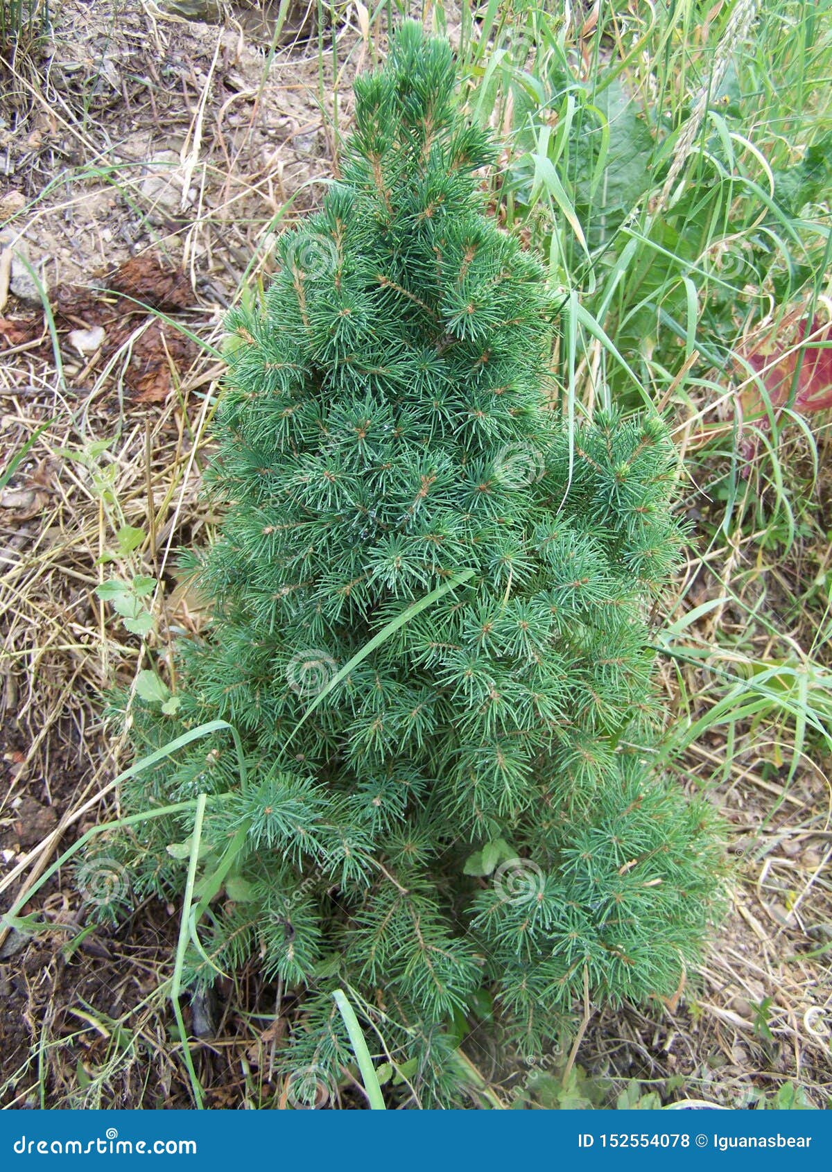 Miniature spruce stock photo. Image of boreal, picea - 152554078
