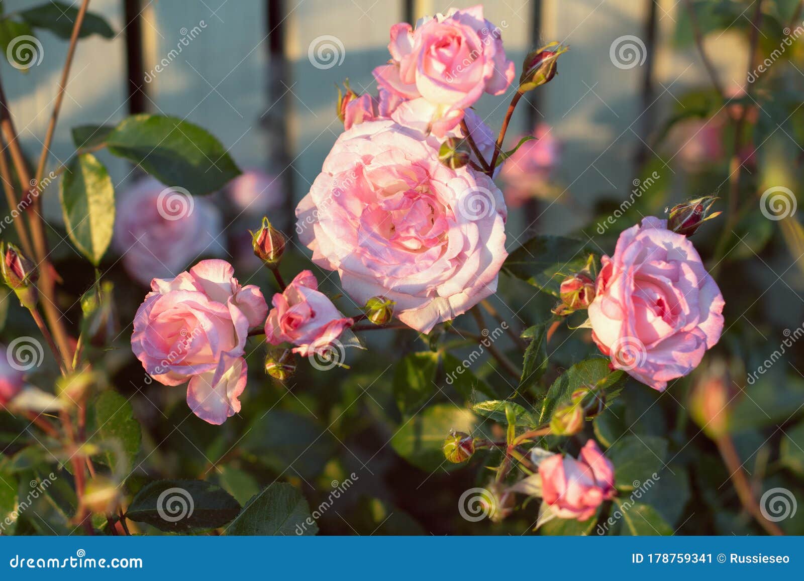 Garden of pink roses stock image. Image of foliage, beautiful - 178759341