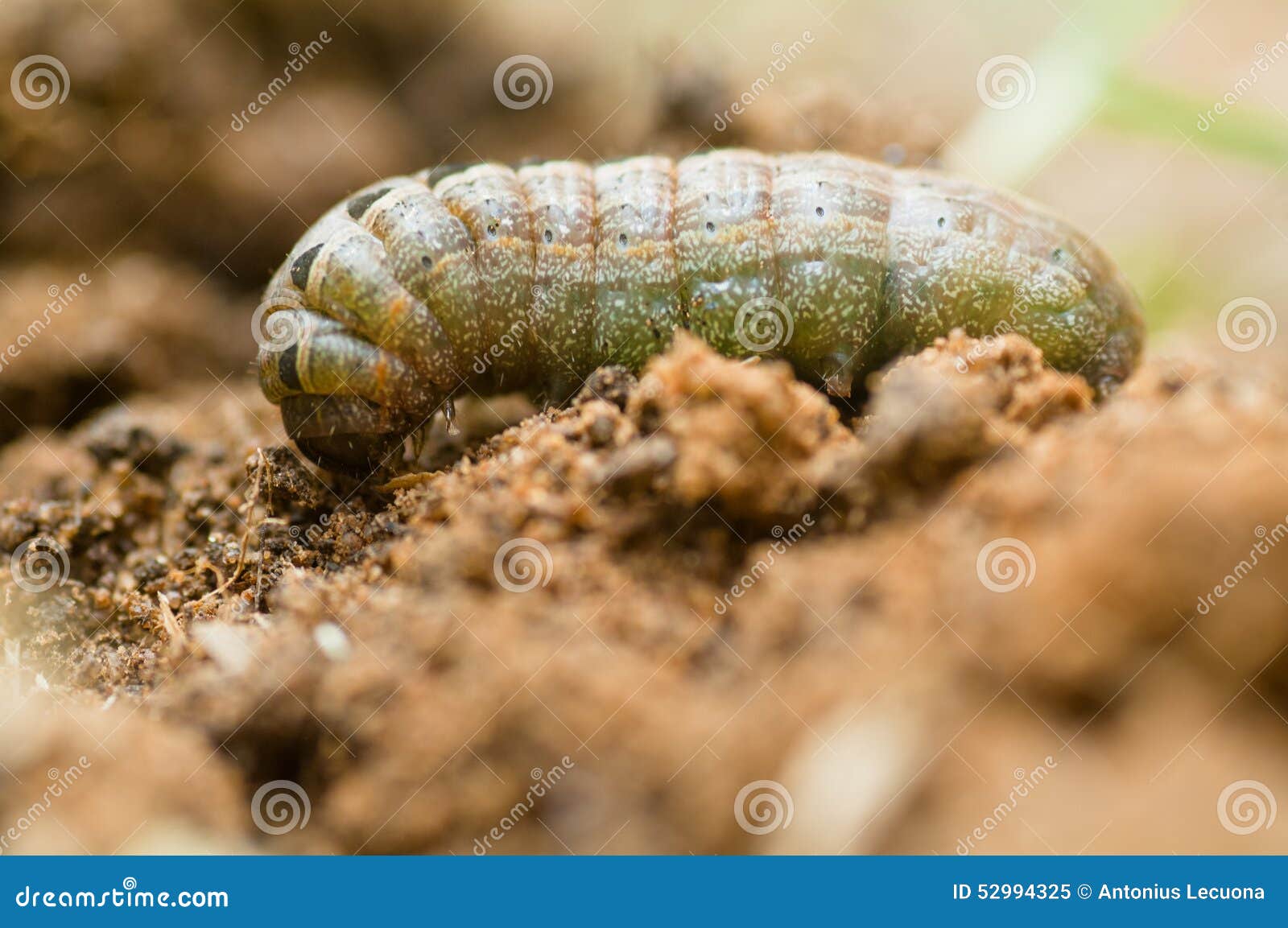 Garden cutworm stock image. Image of soil, common, brown - 52994325