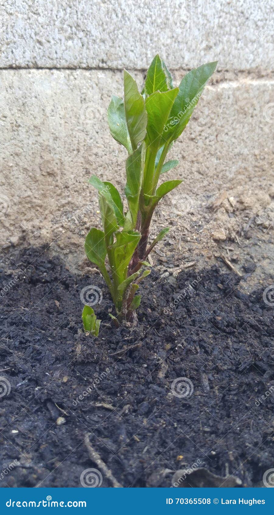 Jjjkl Stock Photos - Free & Royalty-Free Stock Photos from Dreamstime