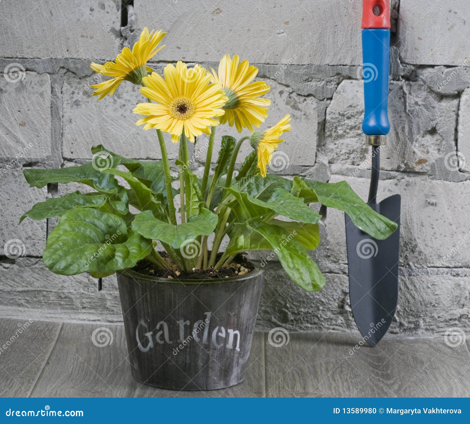 Garden daisy in flower pot stock photo. Image of plant - 13589980