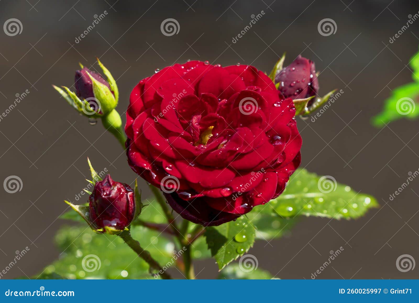 Garden Dark Red Rose with Raindrops, Close-up Stock Image - Image of ...