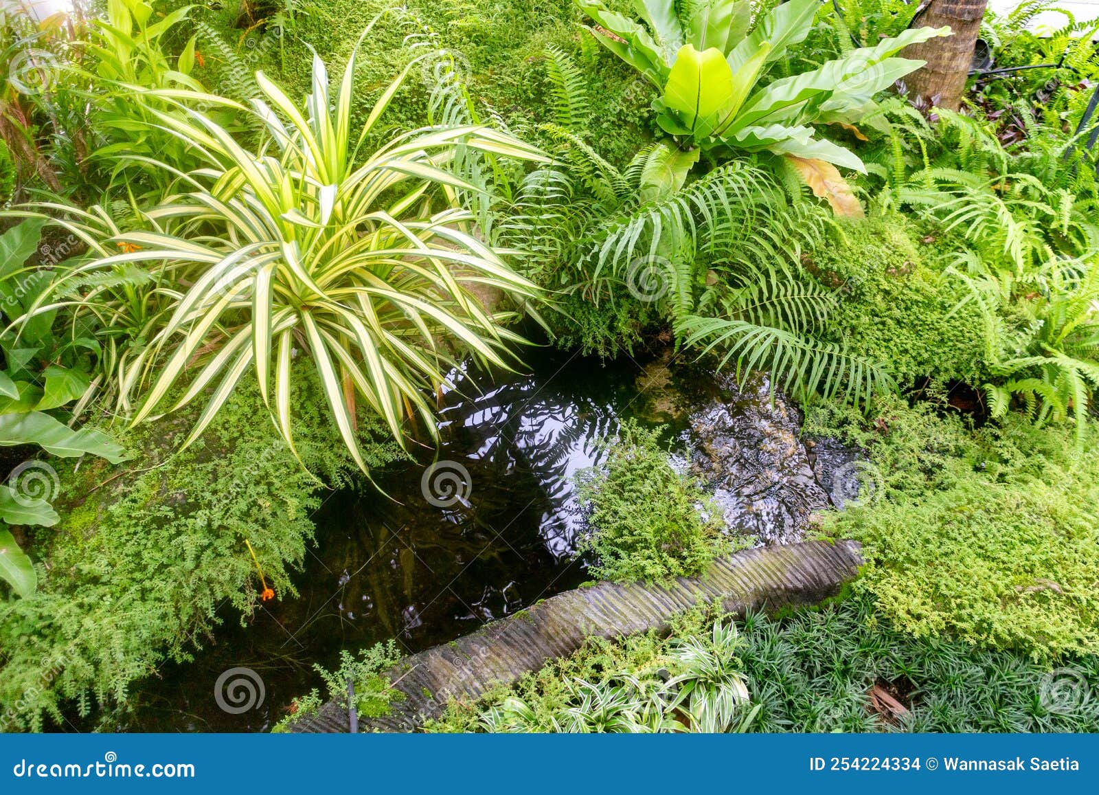 The Garden is Decorated with Different Types of Green Plants Stock ...