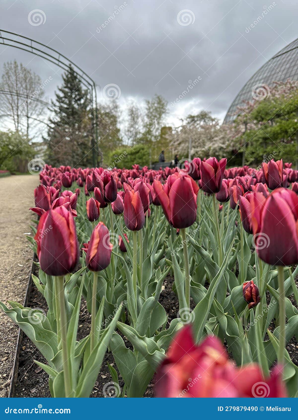 A Garden of Deep Purple Tulips Stock Photo - Image of purple, dark ...