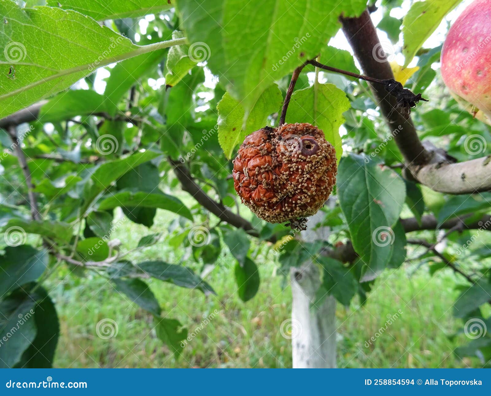 Garden Diseases, Spoiled Apple Harvest Stock Photo - Image of disease ...