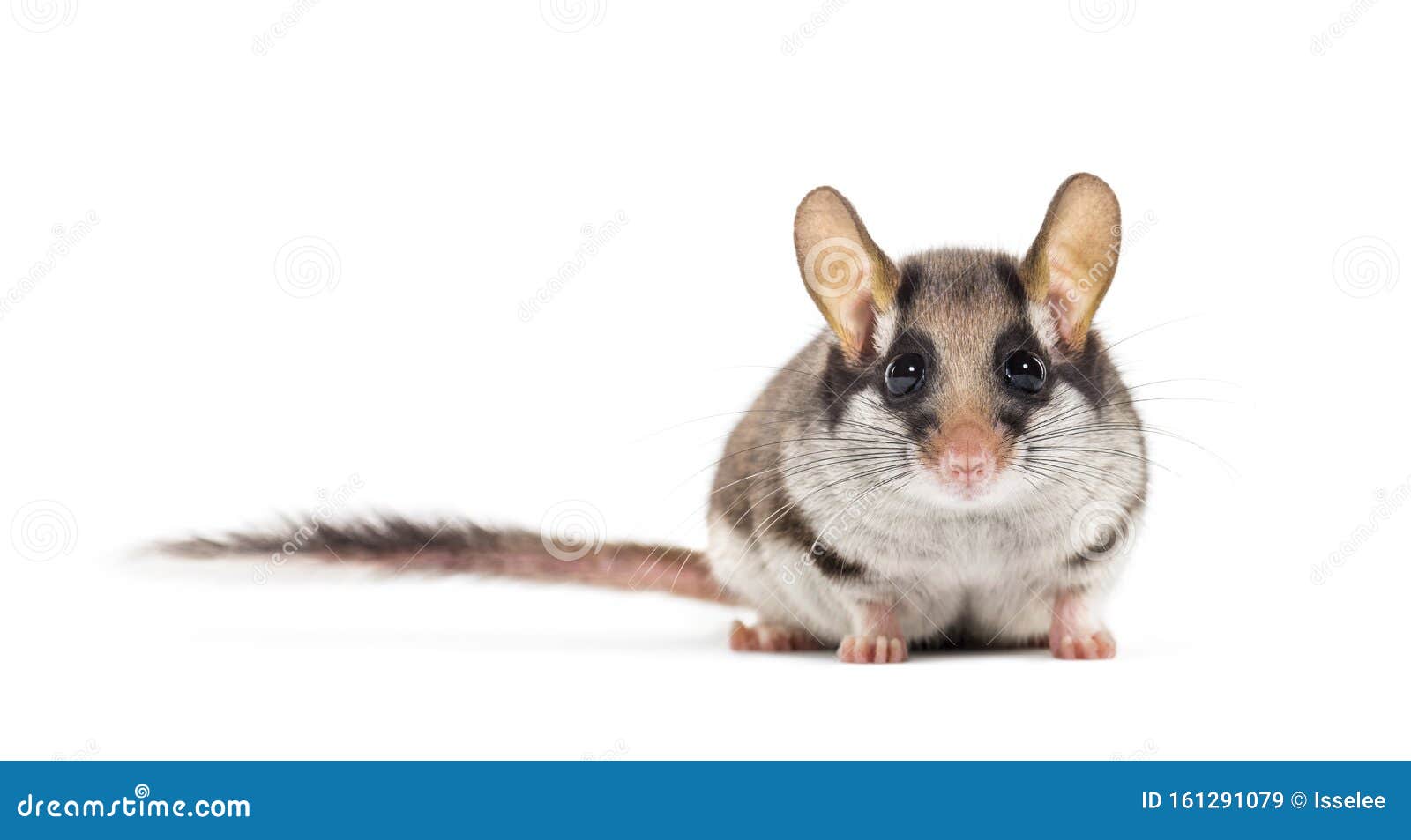 Garden Dormouse, Eliomys Quercinus Stock Image - Image of front ...