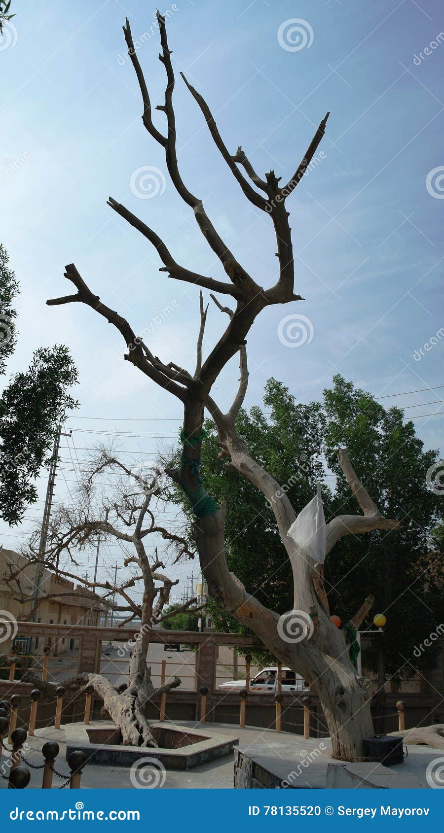Garden of Eden and Ancient Knowledge Tree Stock Photo - Image of ...
