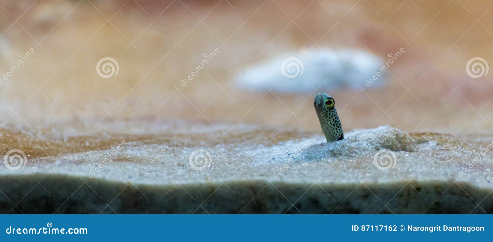 Garden Eel in Aquarium Tank Stock Photo - Image of aquarium, biology ...