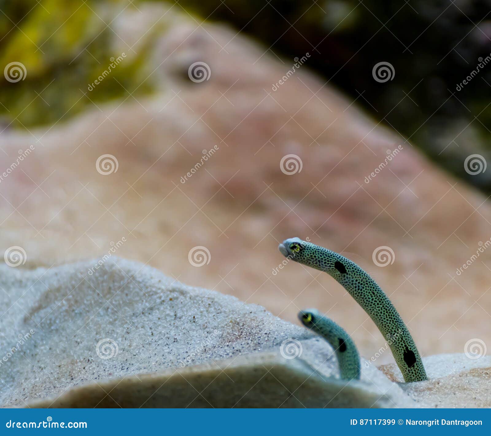 Garden Eel in Aquarium Tank Stock Image - Image of egypt, hassi: 87117399
