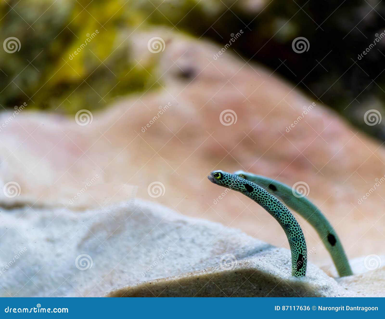 Garden Eel in Aquarium Tank Stock Photo - Image of moray, colorful ...