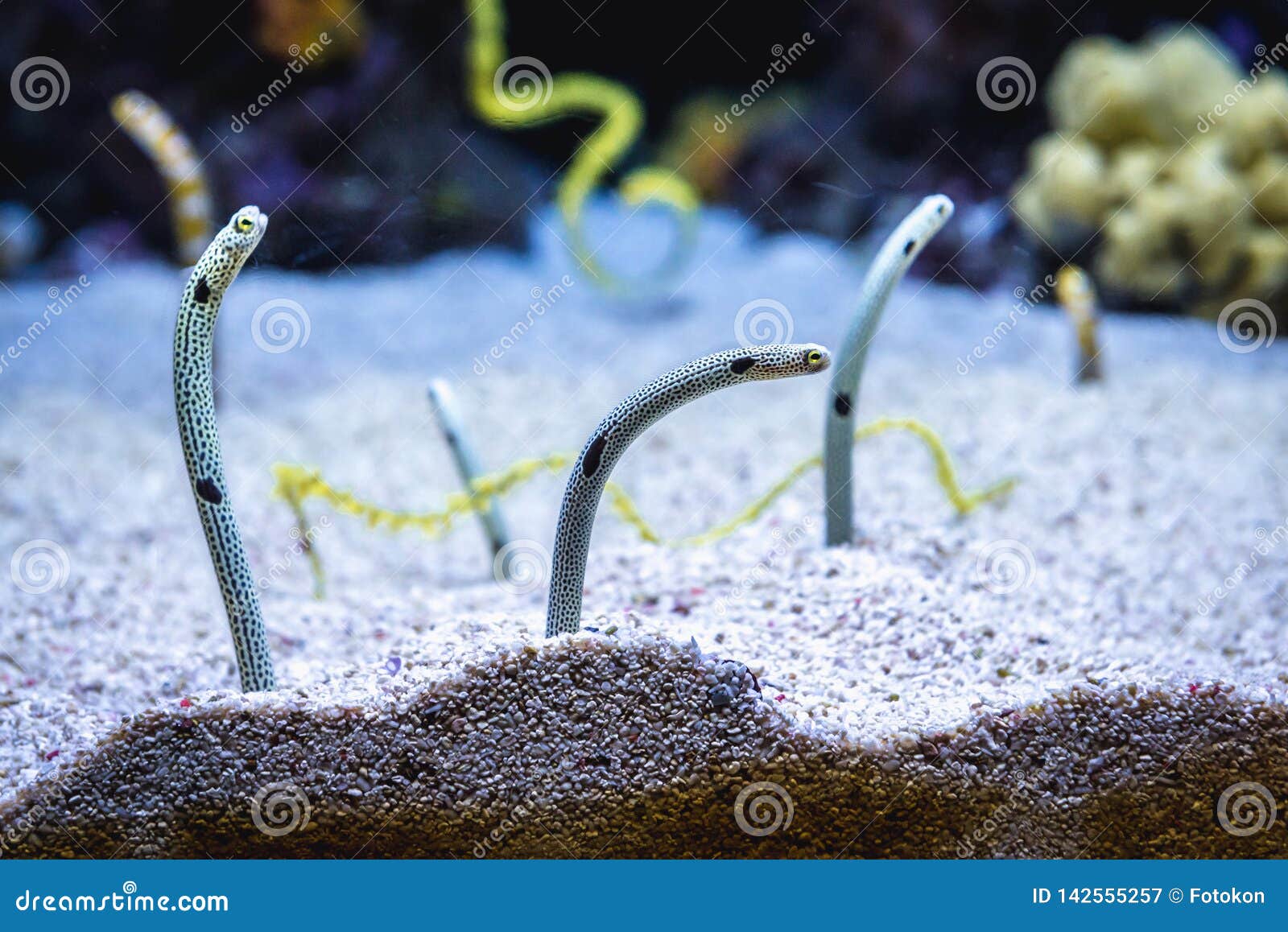 Garden eels in aquarium stock image. Image of marine - 142555257