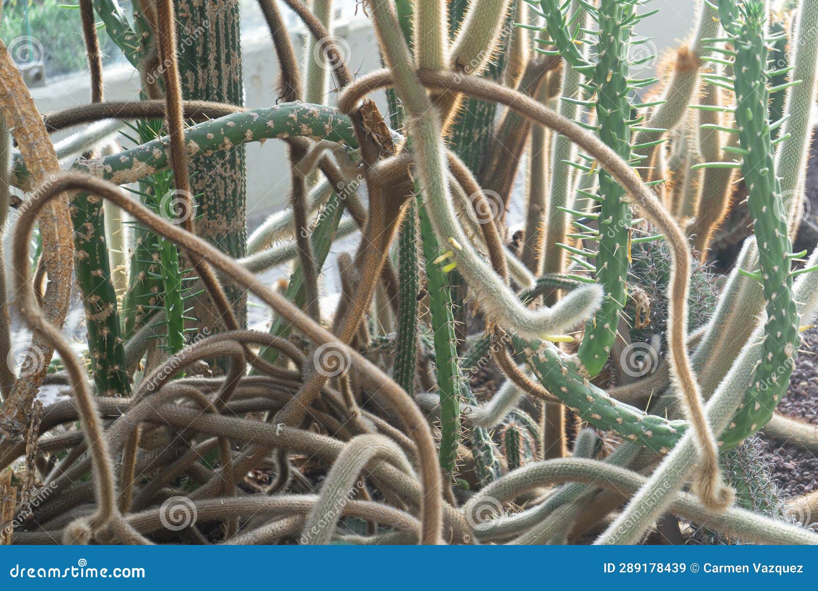 Garden of exotic cactus stock image. Image of jungle - 289178439