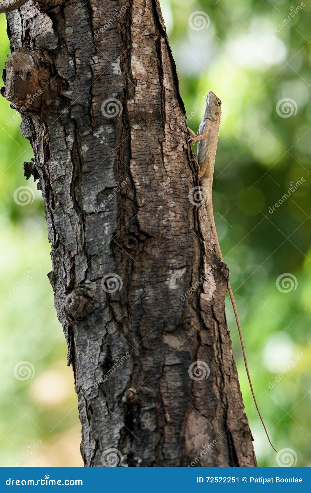 Garden Fence Lizard Climbing Up a Tree Stock Image - Image of tree ...