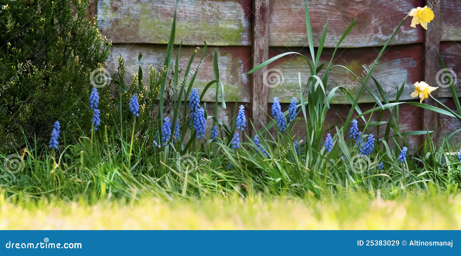 Garden and Fence in spring stock image. Image of background - 25383029