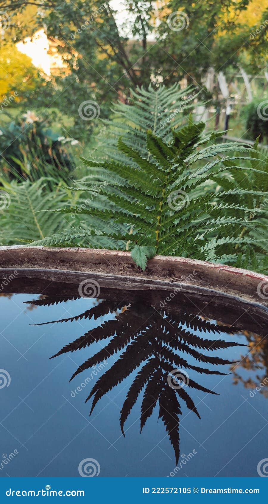 Garden fern mirror stock image. Image of tree, garden - 222572105