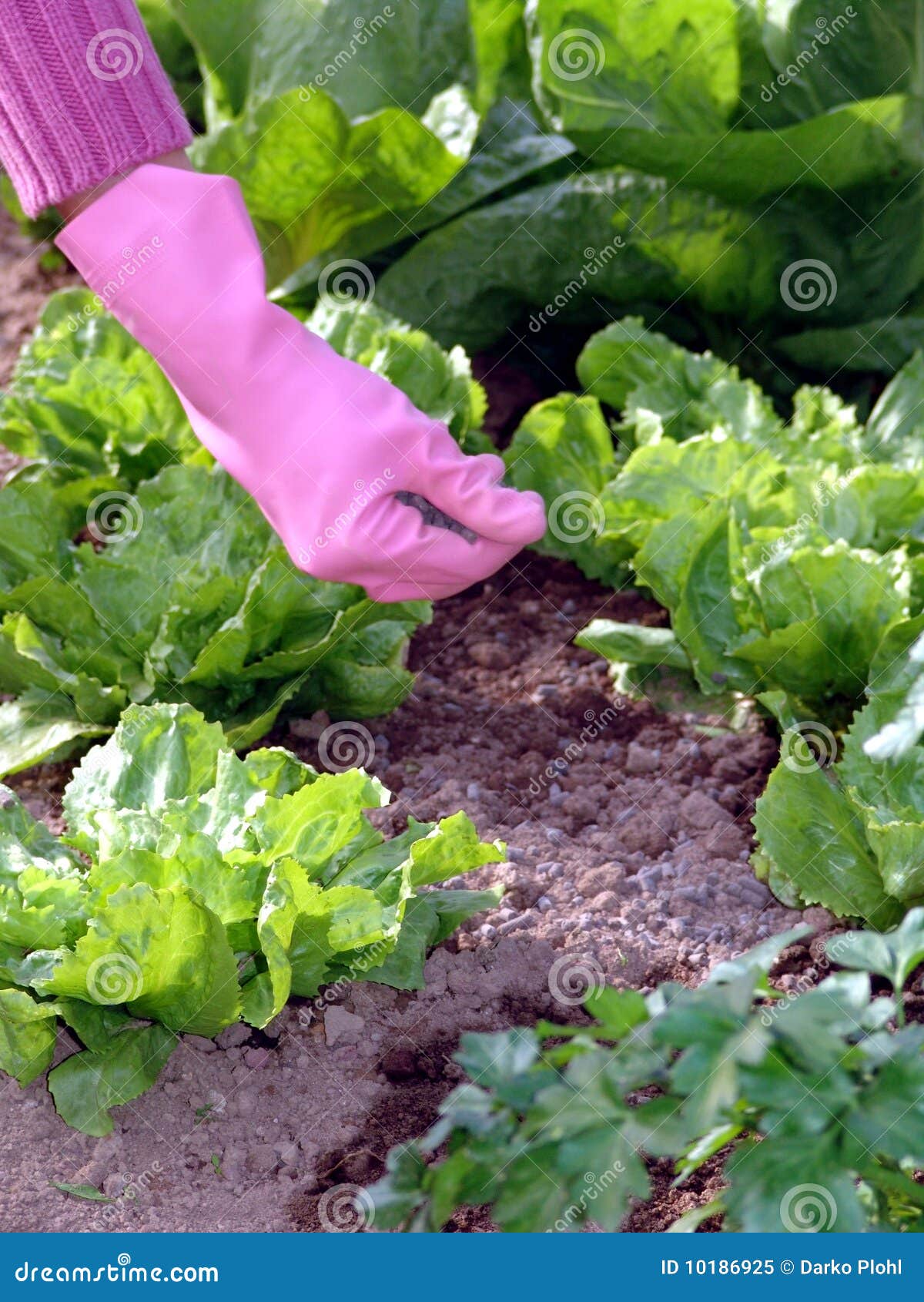 Garden fertilizing stock image. Image of fertilize, fertilization ...