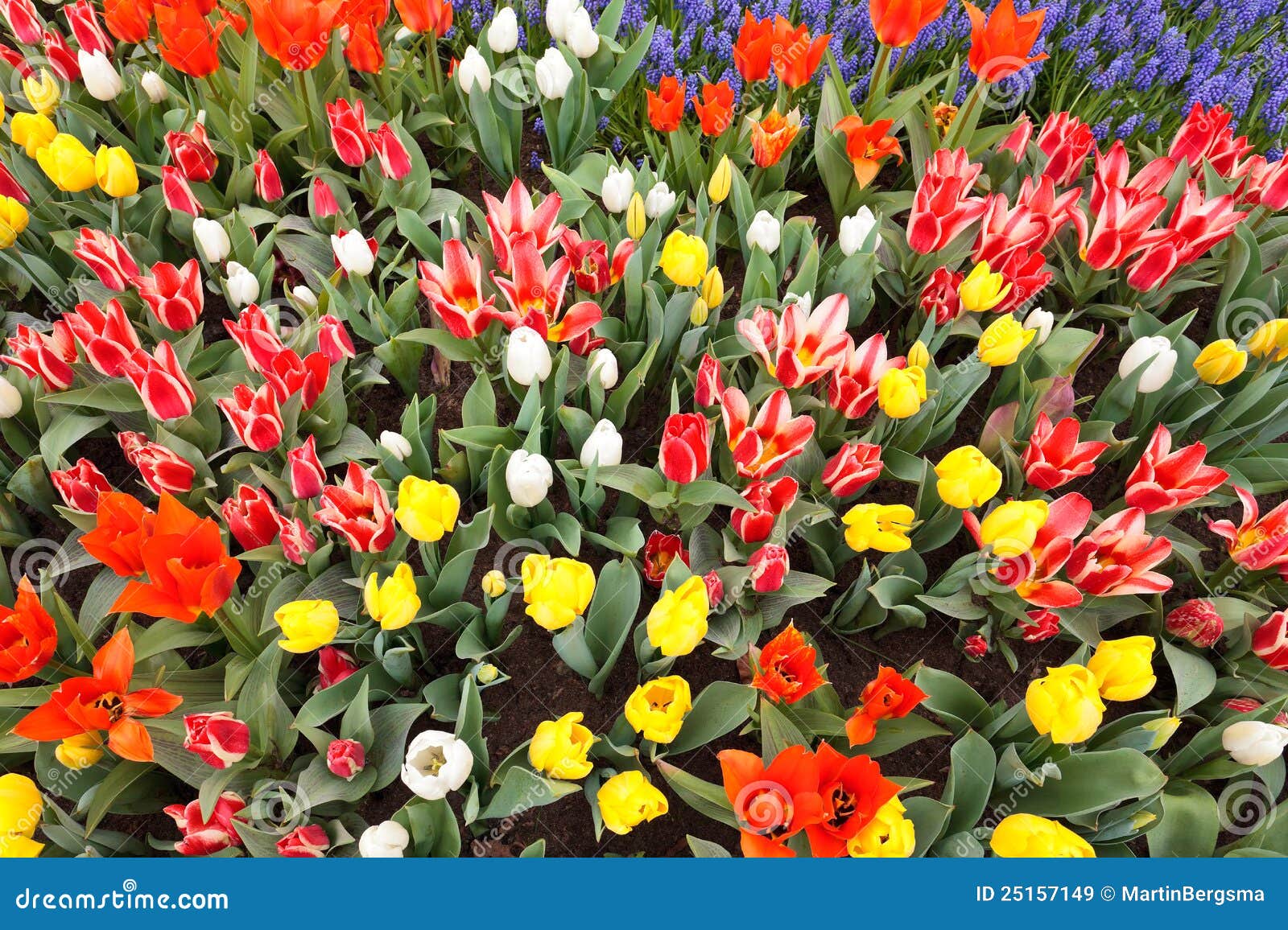 Garden Filled with Colorful Tulips in Springtime Stock Image - Image of ...